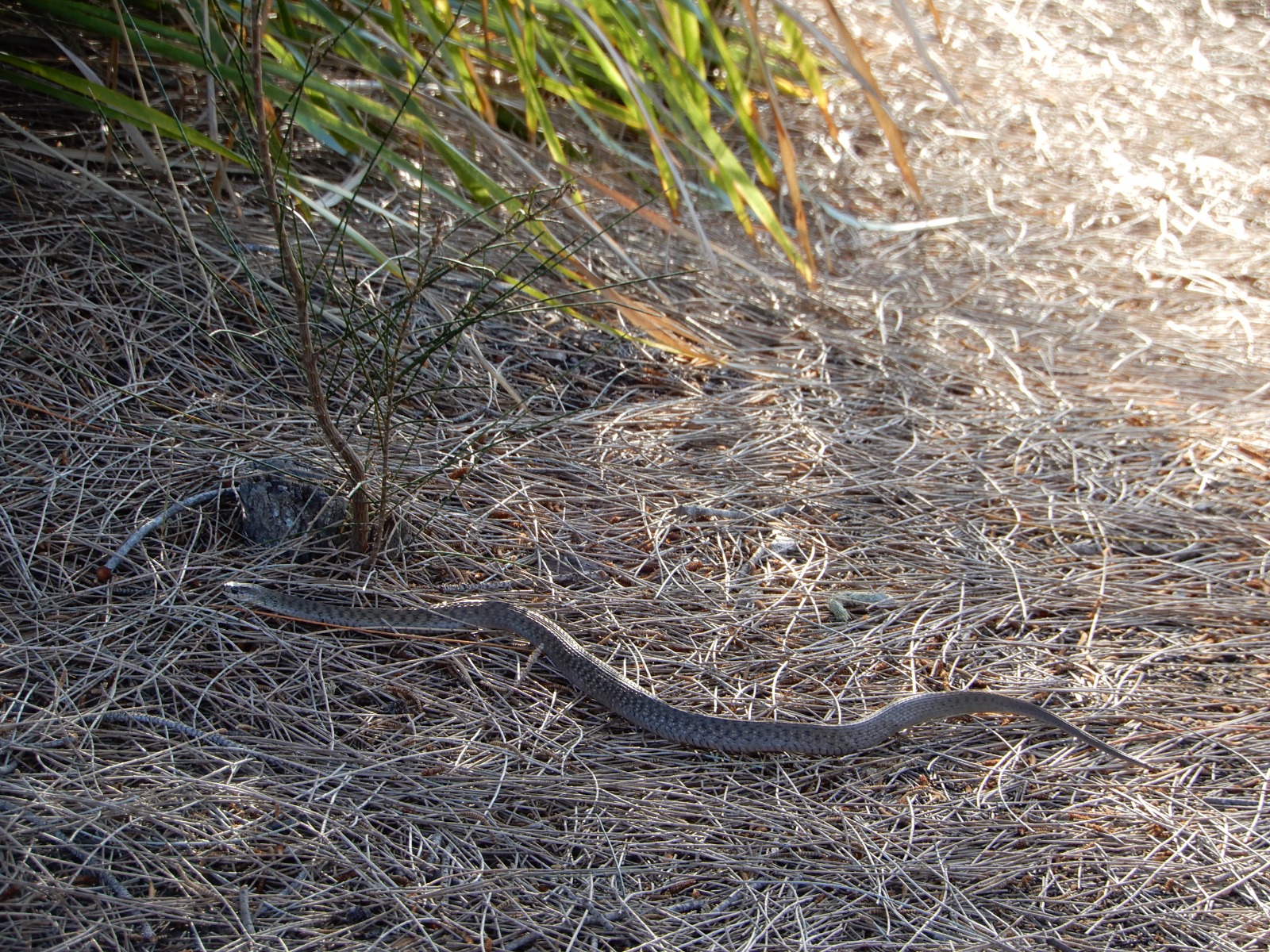 Biodiversity photos | Biodiversity Plan | Your Say Moreton Bay